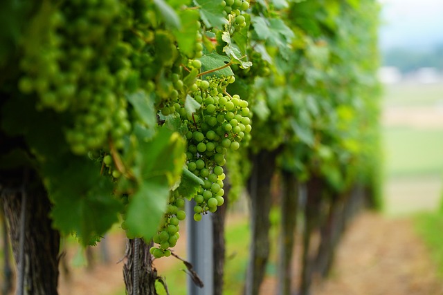 30,000+ Free Grape Leaf & Nature Images - Pixabay