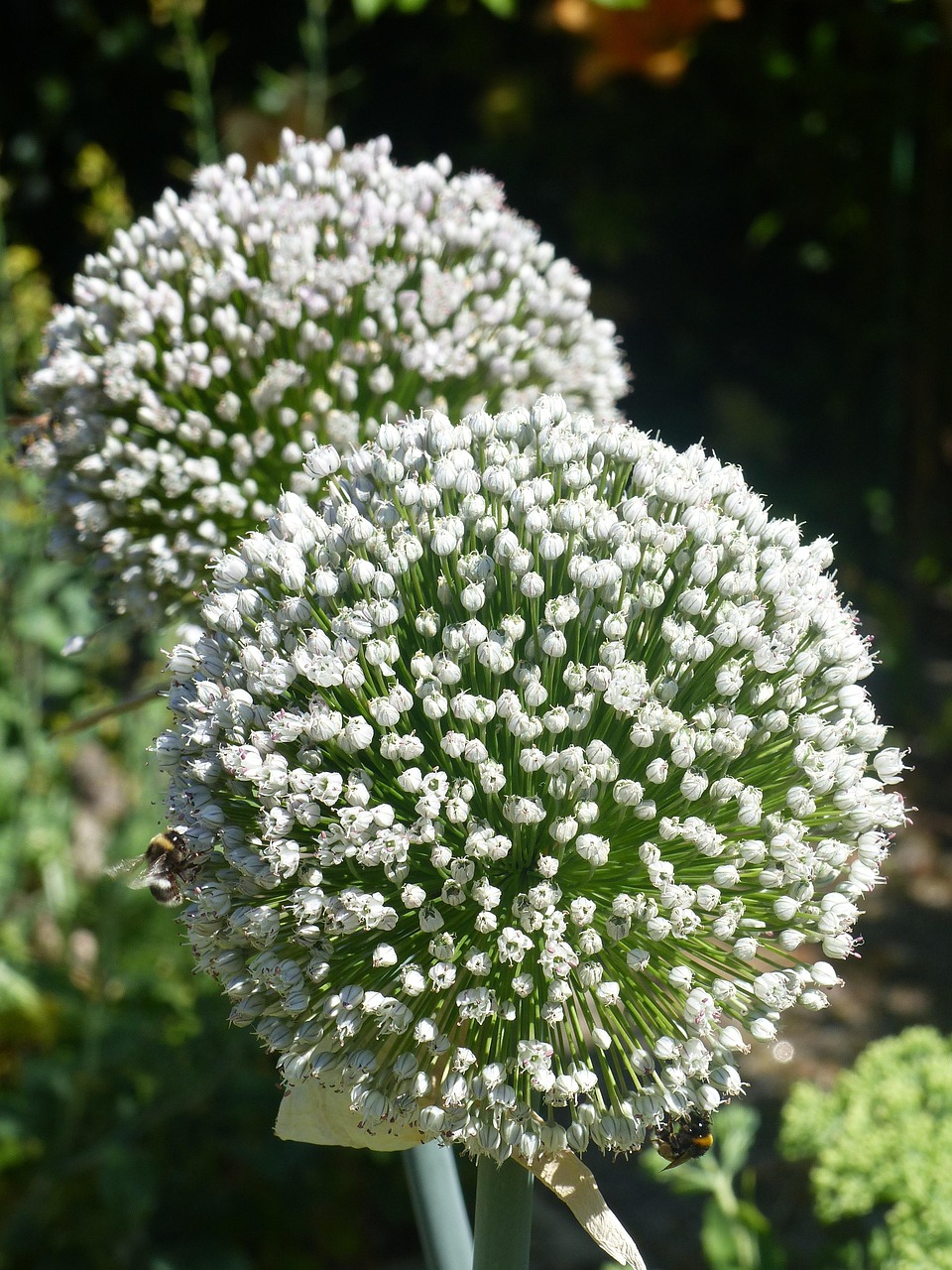 Bulbous Plant Balls Flowers - Free photo on Pixabay - Pixabay