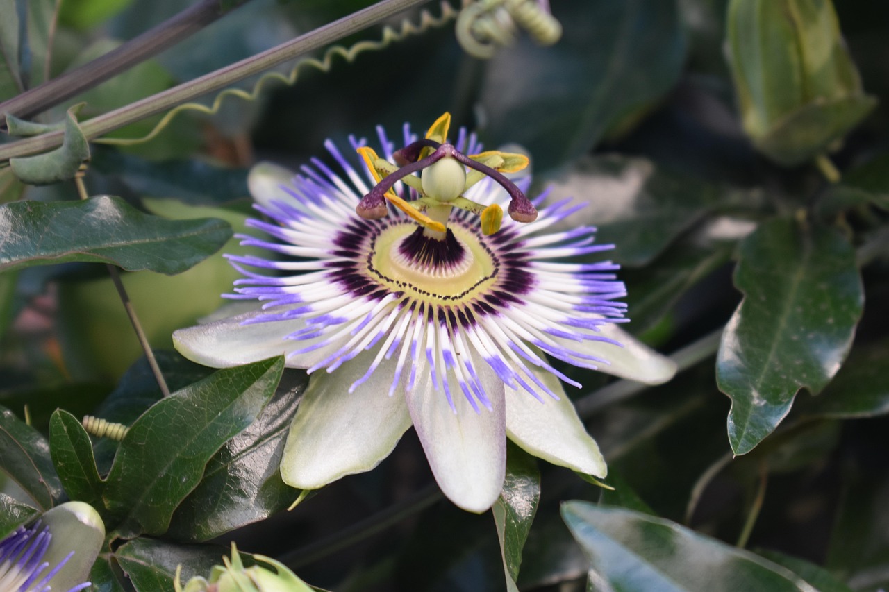 20+ Free Liana Flower & Mandevilla Images - Pixabay
