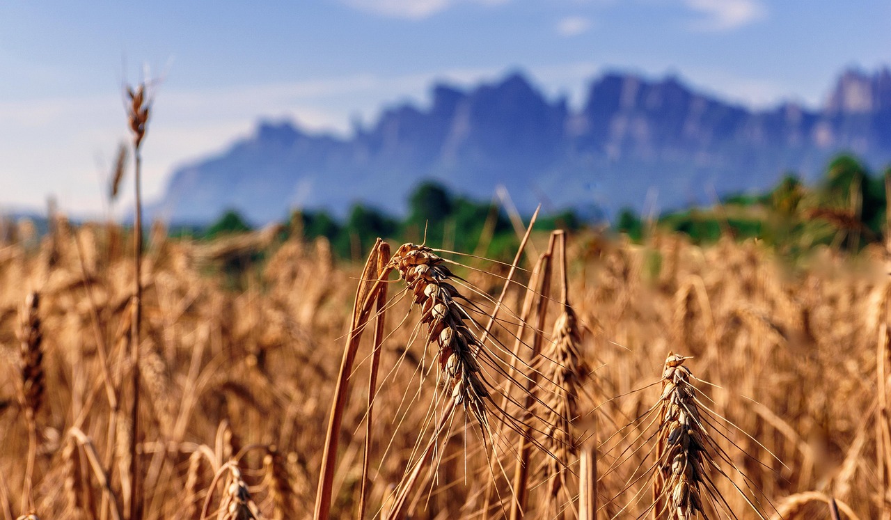 Nature Wheat Farming - Free photo on Pixabay