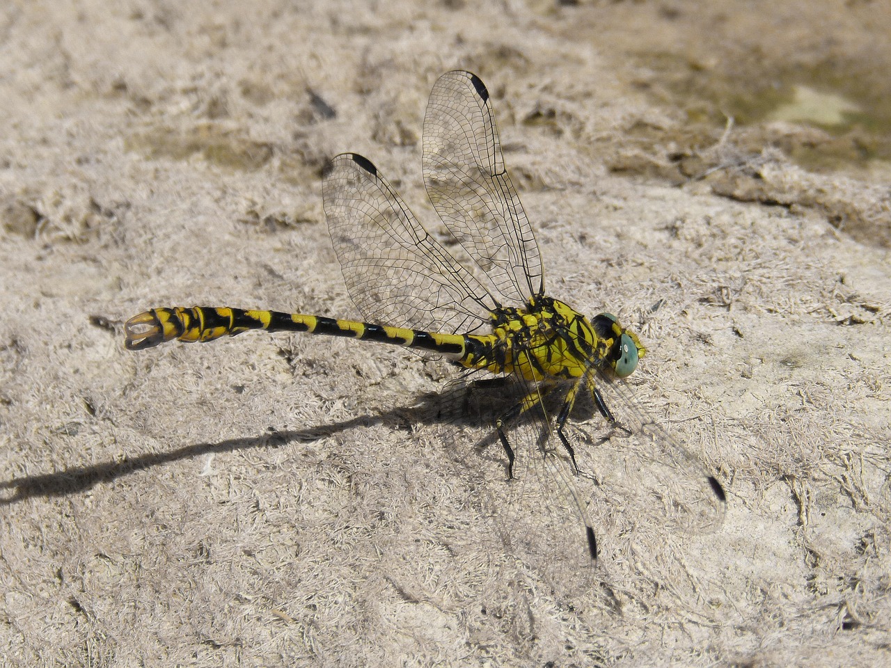 Dragonfly Tiger - Free photo on Pixabay - Pixabay