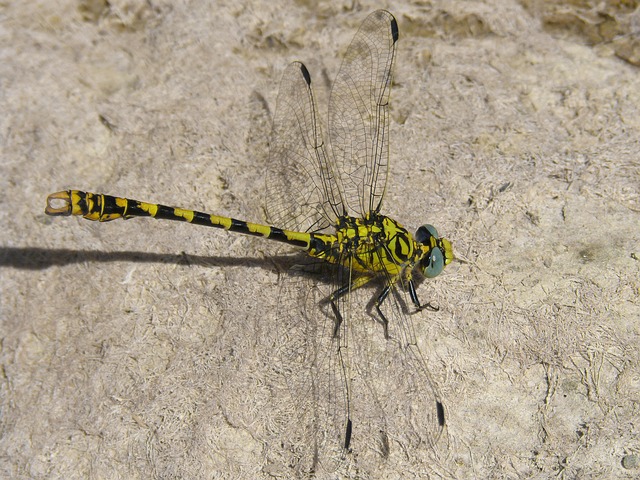 Dragonfly Capung Tiger - Foto gratis di Pixabay - Pixabay