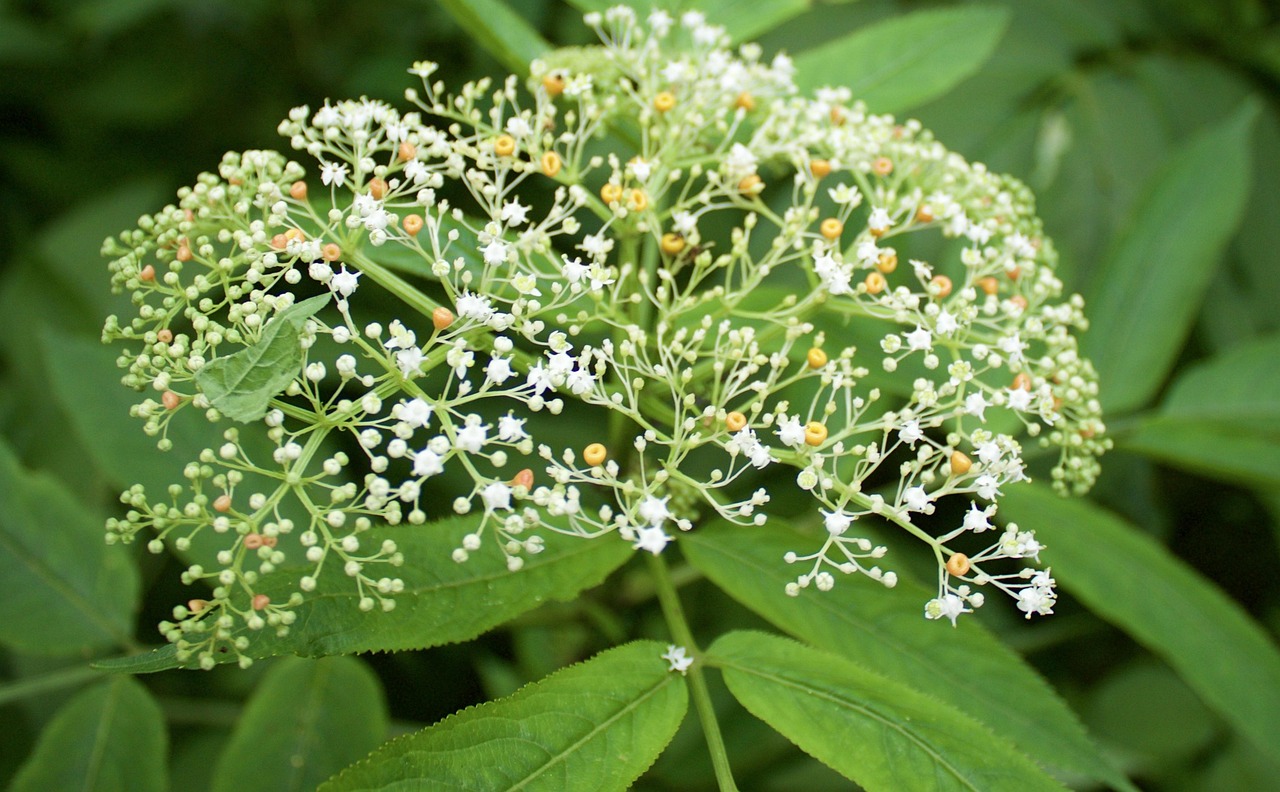 Planta Verde Flor - Foto gratuita no Pixabay - Pixabay
