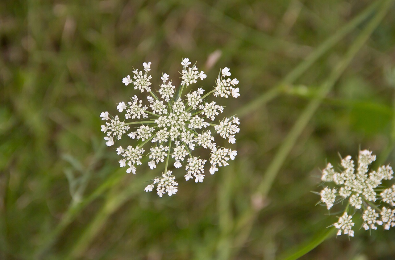 7,000+ Free Queen Anne'S Lace & Lace Images - Pixabay