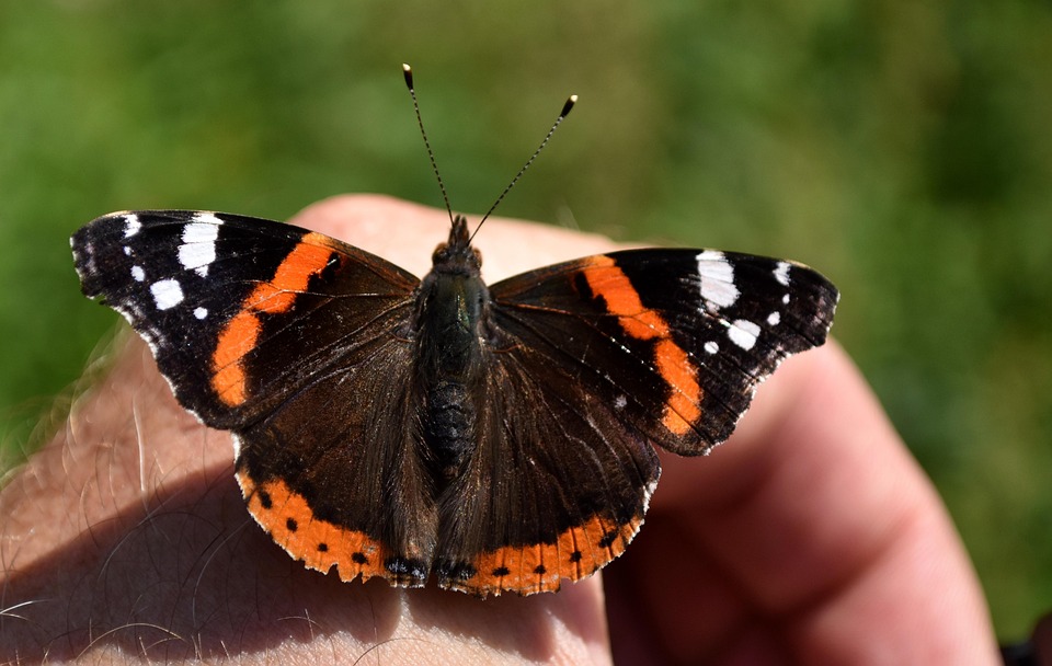 Papillon Amiral Insecte La - Photo gratuite sur Pixabay - Pixabay