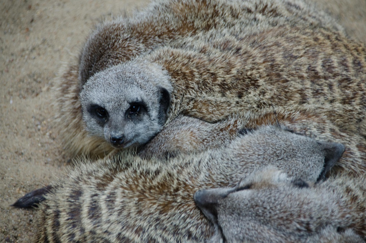 Suricata Zoo Animales - Foto gratis en Pixabay - Pixabay