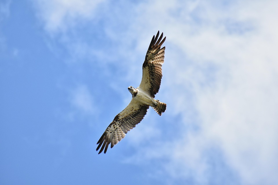 Animal Sky Bird Wild - Free photo on Pixabay - Pixabay