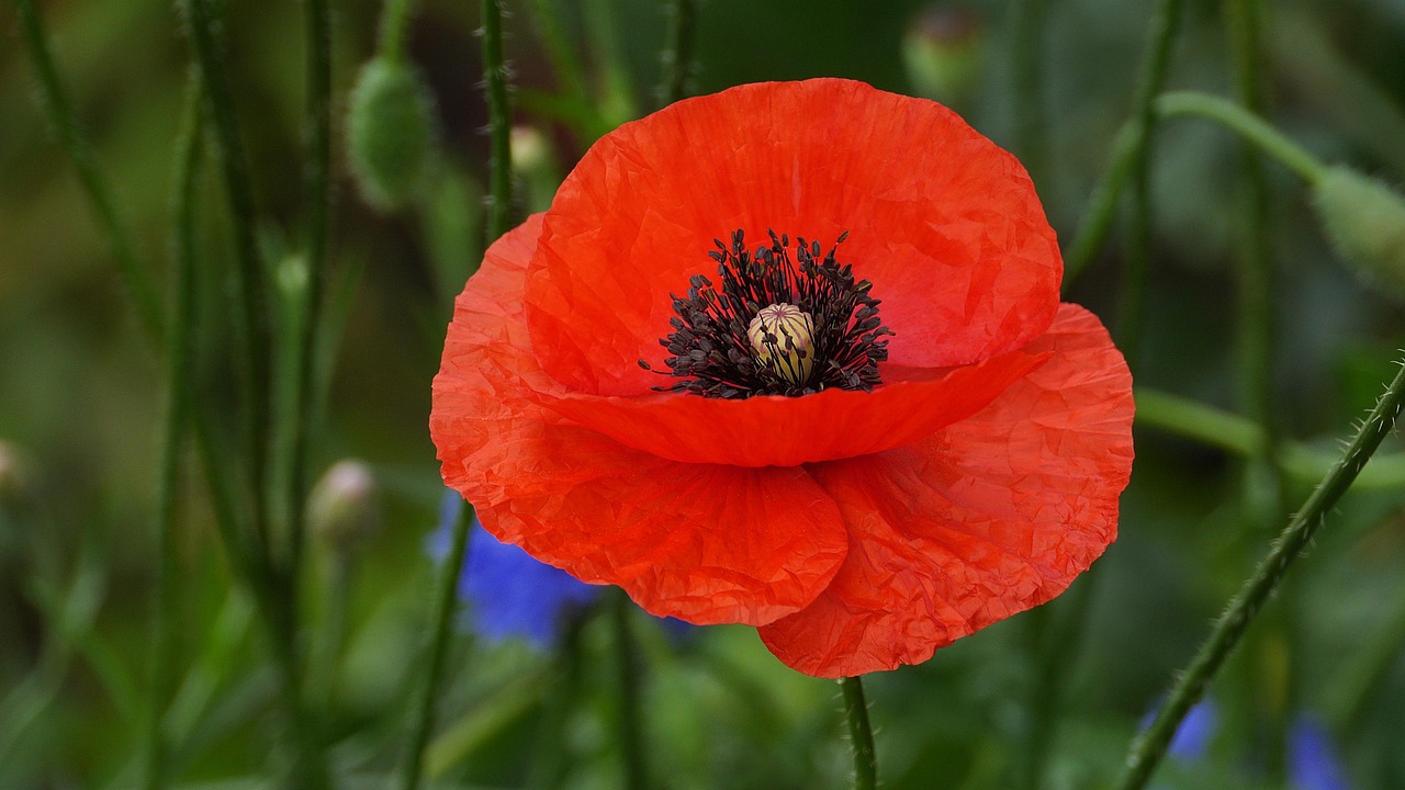 Poppy Wildflower Flower - Free photo on Pixabay - Pixabay