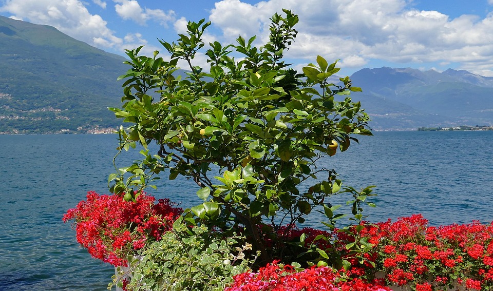 Lemons Shrub Mediterranean - Free photo on Pixabay - Pixabay