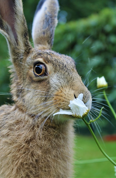 European Brown Hare Young - Free photo on Pixabay
