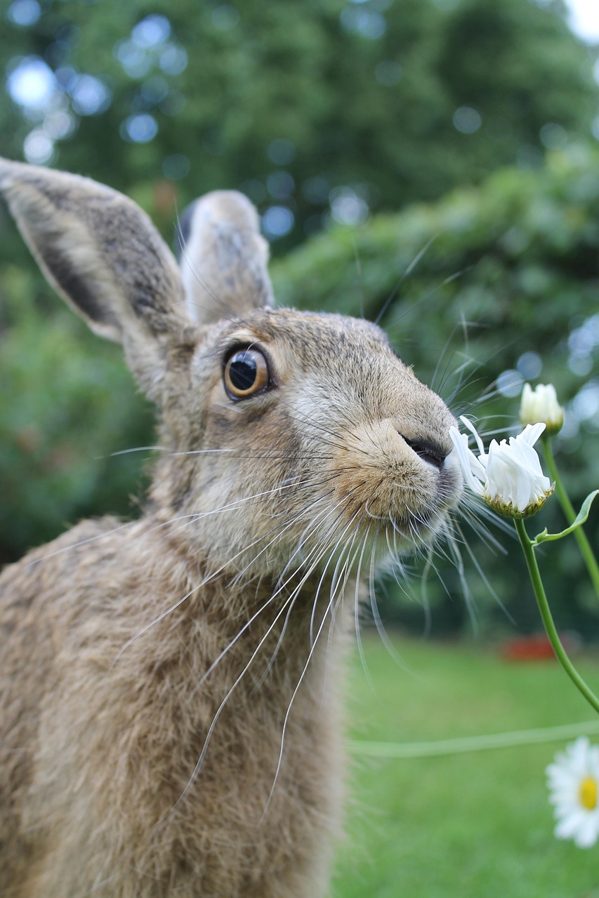 20+ Free (European Hare) & Hare Images - Pixabay