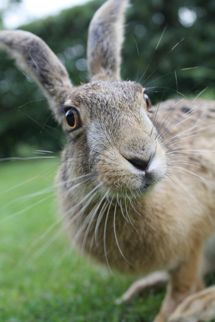 1,000+ Free Hare & Rabbit Images - Pixabay
