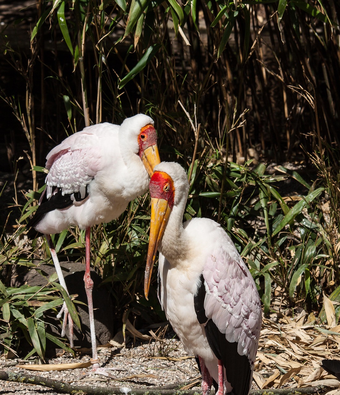 Insaciable Animal Pájaro Gritando - Foto gratis en Pixabay - Pixabay