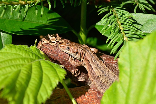 Lézard Animal Nature - Photo gratuite sur Pixabay - Pixabay