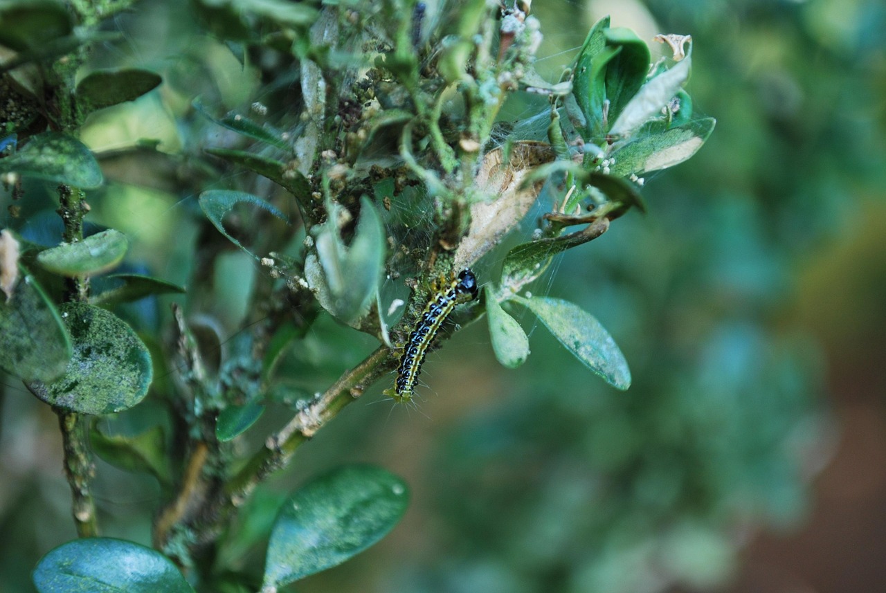 Chenille La Nature - Photo gratuite sur Pixabay - Pixabay