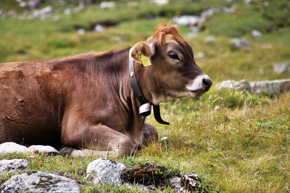 Cow Cattle Animals - Free photo on Pixabay