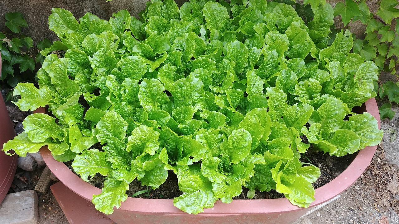 Lechuga Verduras Vegetal - Foto gratis en Pixabay - Pixabay