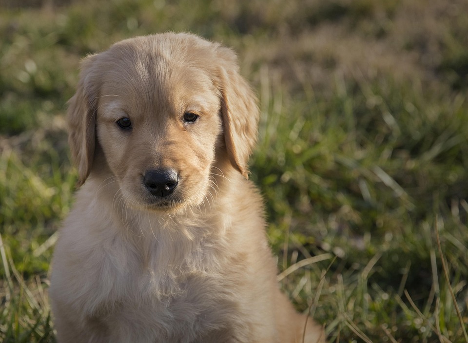 Golden Retriever Chiot Jeune - Photo gratuite sur Pixabay - Pixabay