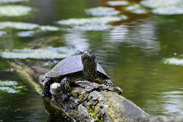 300+ Free Aquatic Turtles & Turtle Images - Pixabay
