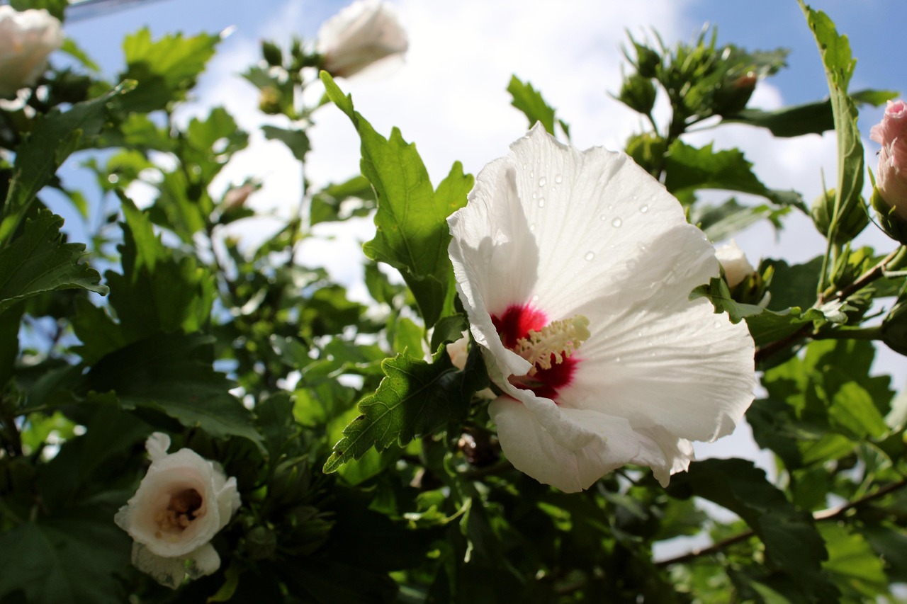 How to Grow: Rose of Sharon- Growing and Caring for Rose of Sharon