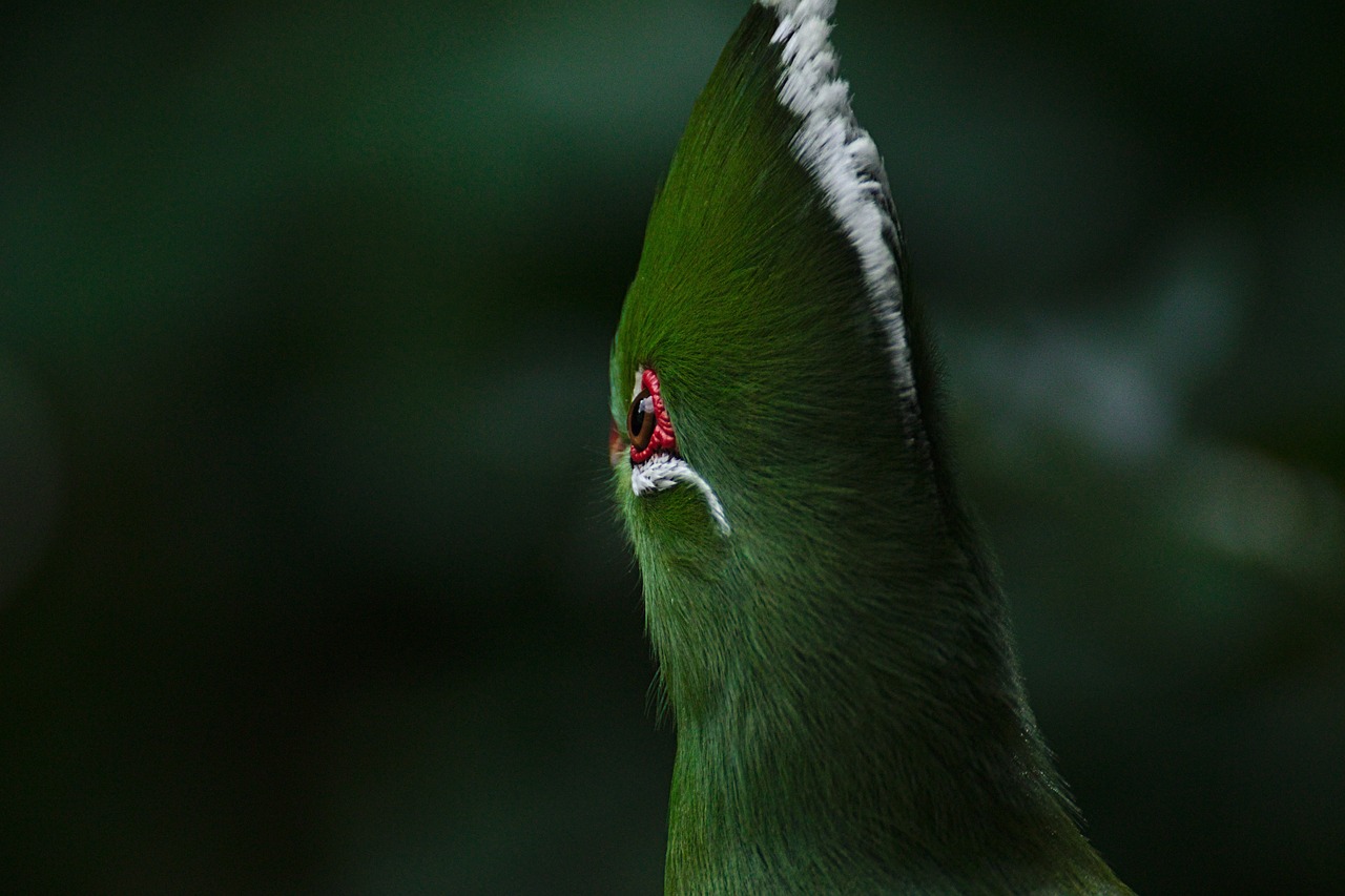 100 000+ kostnadsfria bilder med Birds Twittering Vertical% och Natur ...