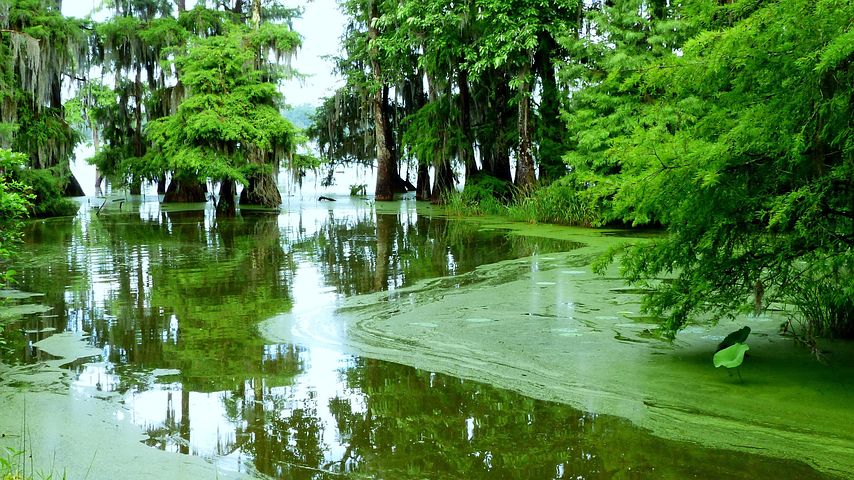100+ Free Bayou & Louisiana Photos - Pixabay