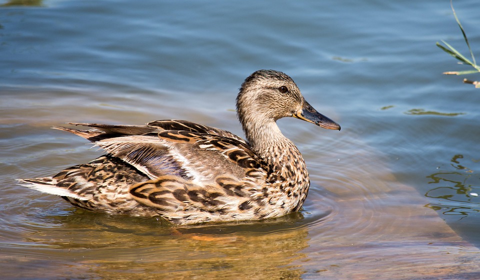 Šedozelená Kachna - Fotografie zdarma na Pixabay - Pixabay