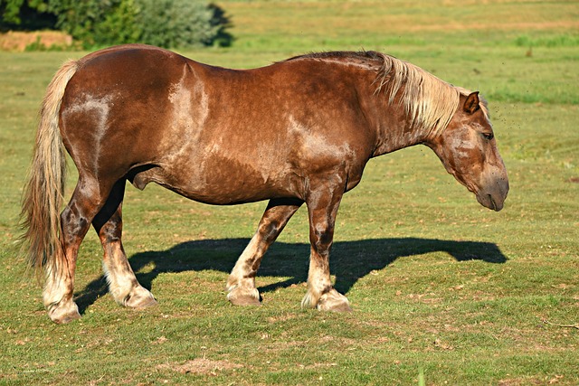 Más de 10 imágenes gratis de Caballo Ruano y Caballo - Pixabay