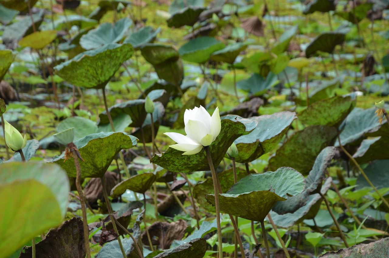 Lotus Wit Bloem - Gratis foto op Pixabay - Pixabay