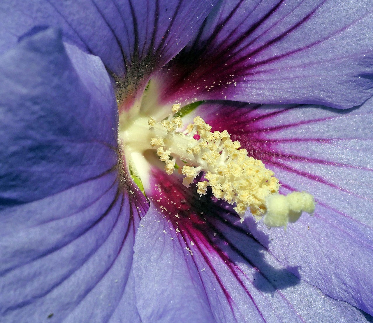 4000 Free Hibiscus And Nature Images Pixabay