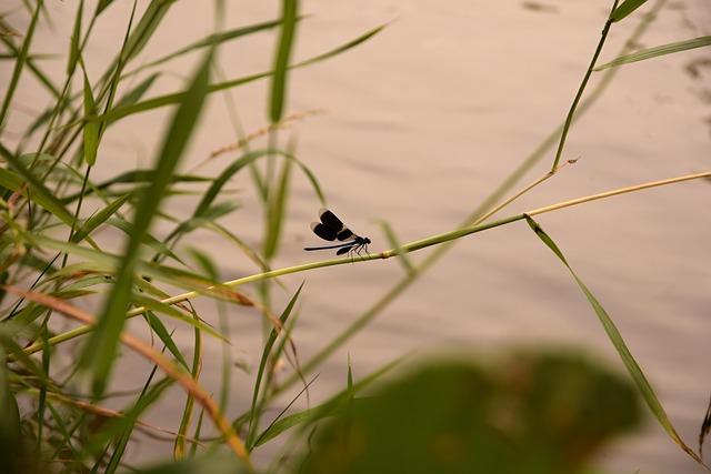 Libellule Insectes Eau La - Photo gratuite sur Pixabay - Pixabay