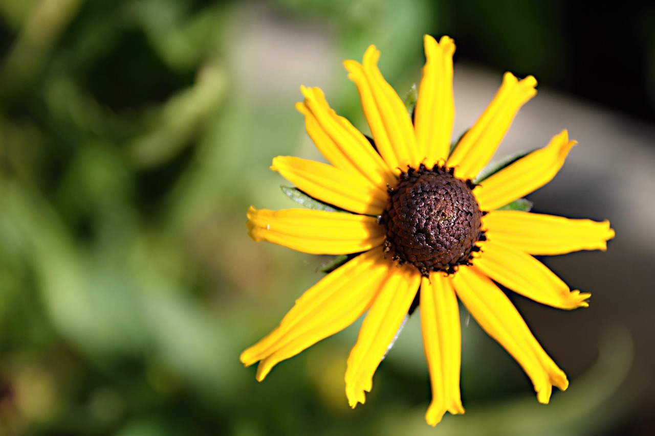 Bloem Vaste Plant Tuin - Gratis foto op Pixabay - Pixabay