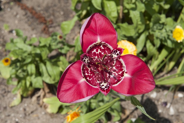 Tigerblume Fleur Rouge - Photo gratuite sur Pixabay - Pixabay