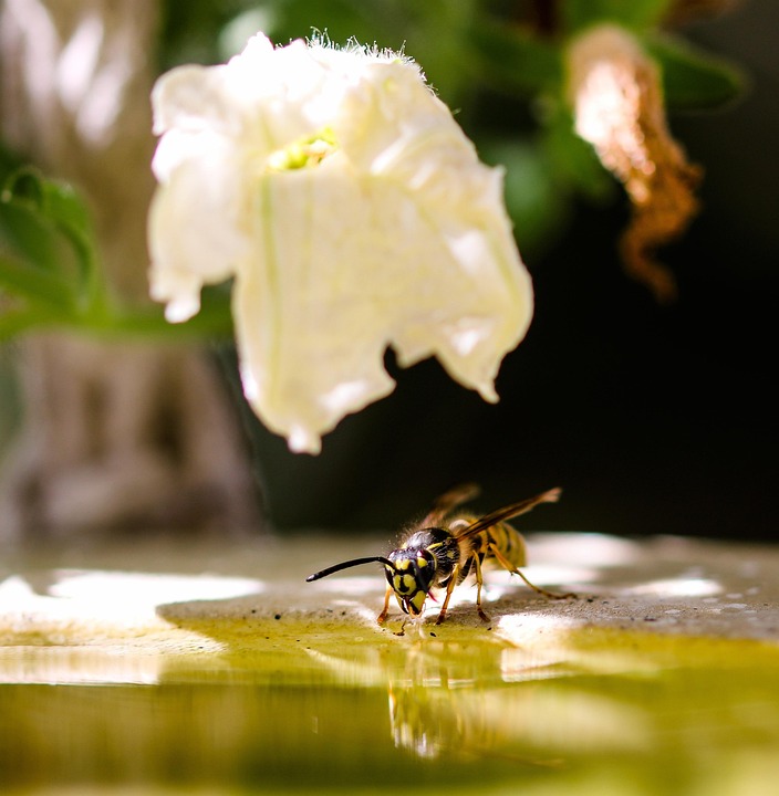 Faune Insectes Guêpe - Photo gratuite sur Pixabay