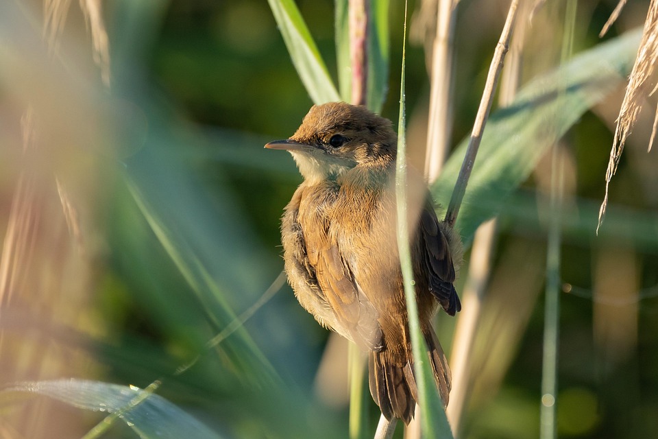 The Pond-Tube-Singer Bird Reed - Free photo on Pixabay