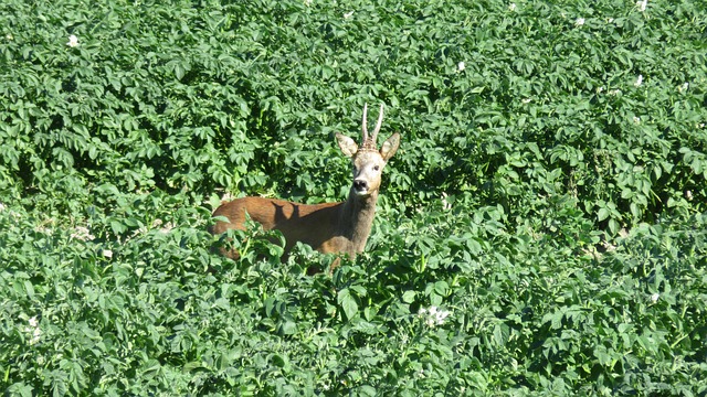 Roebuck Roe Deer Wild - Free photo on Pixabay - Pixabay