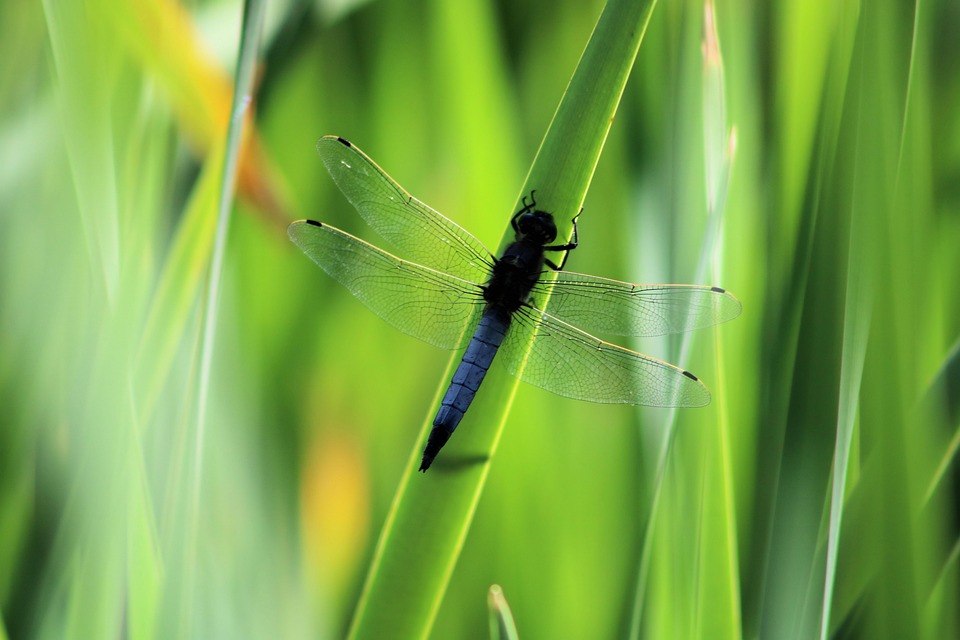 Vert Libellule La Nature - Photo gratuite sur Pixabay