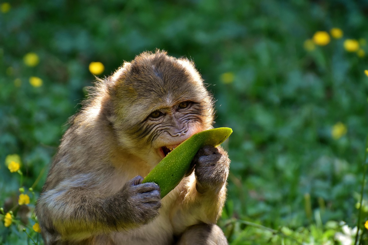 Macaco De Berbería Amenazar - Foto gratis en Pixabay - Pixabay