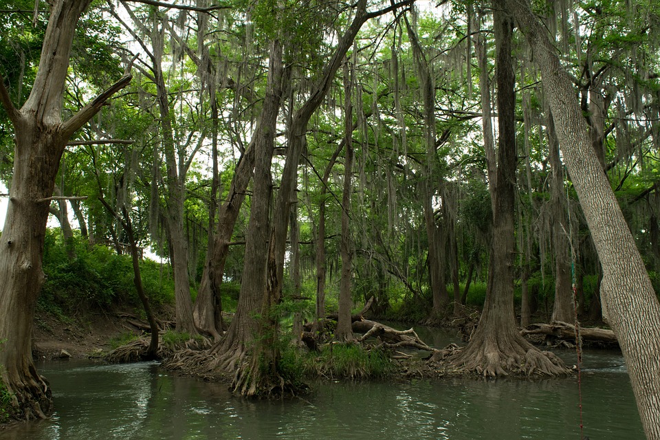 Swamp Forest Texas - Free photo on Pixabay - Pixabay