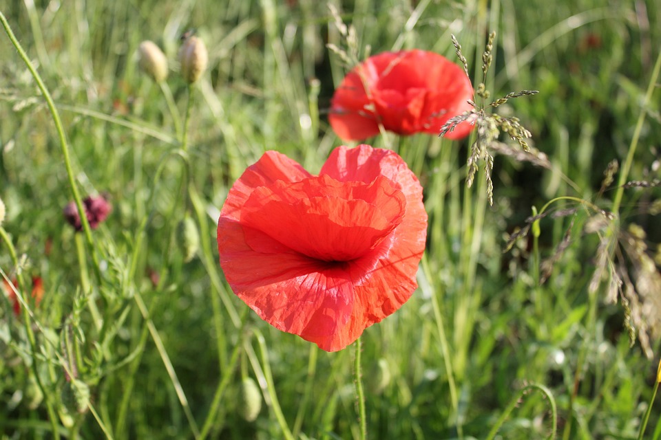 Poppy Jantung Bunga Musim - Foto gratis di Pixabay - Pixabay