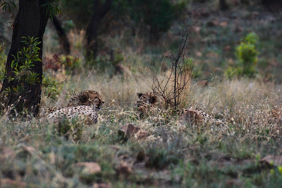 Leopardo Safari Sudáfrica - Foto gratis en Pixabay
