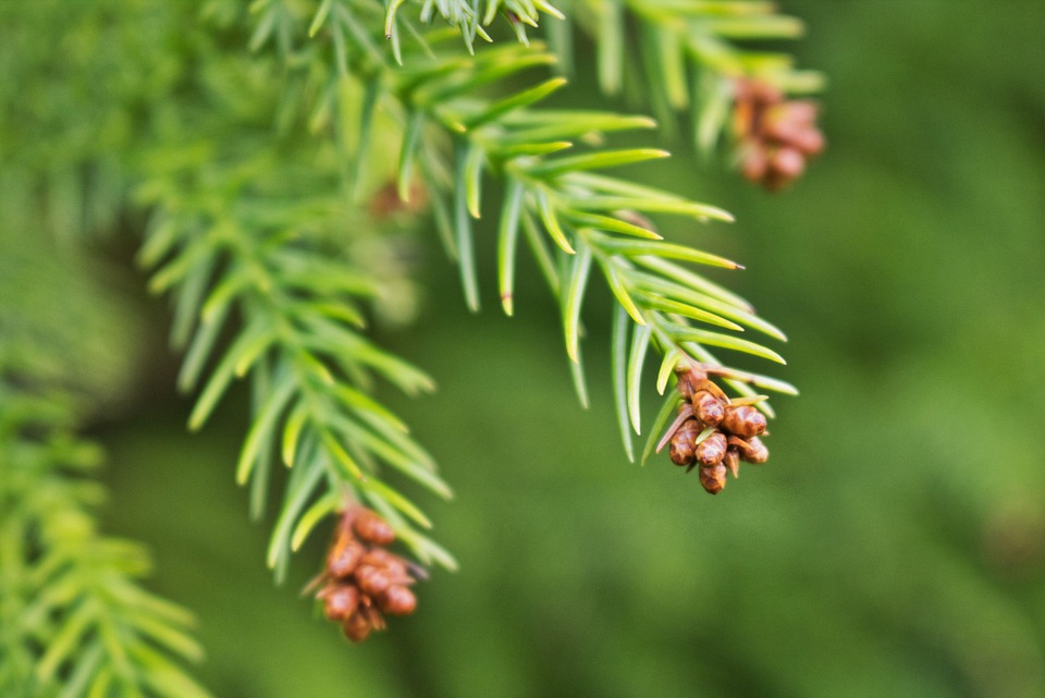 La Nature Arbre Forêt - Photo gratuite sur Pixabay - Pixabay