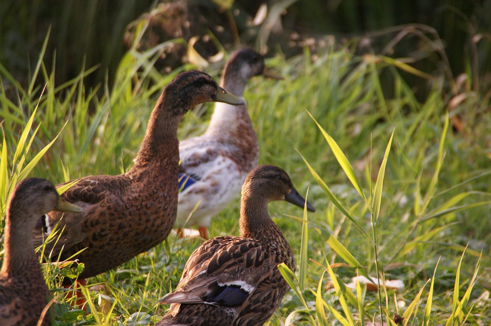 Ducks Walk Nature - Free photo on Pixabay - Pixabay