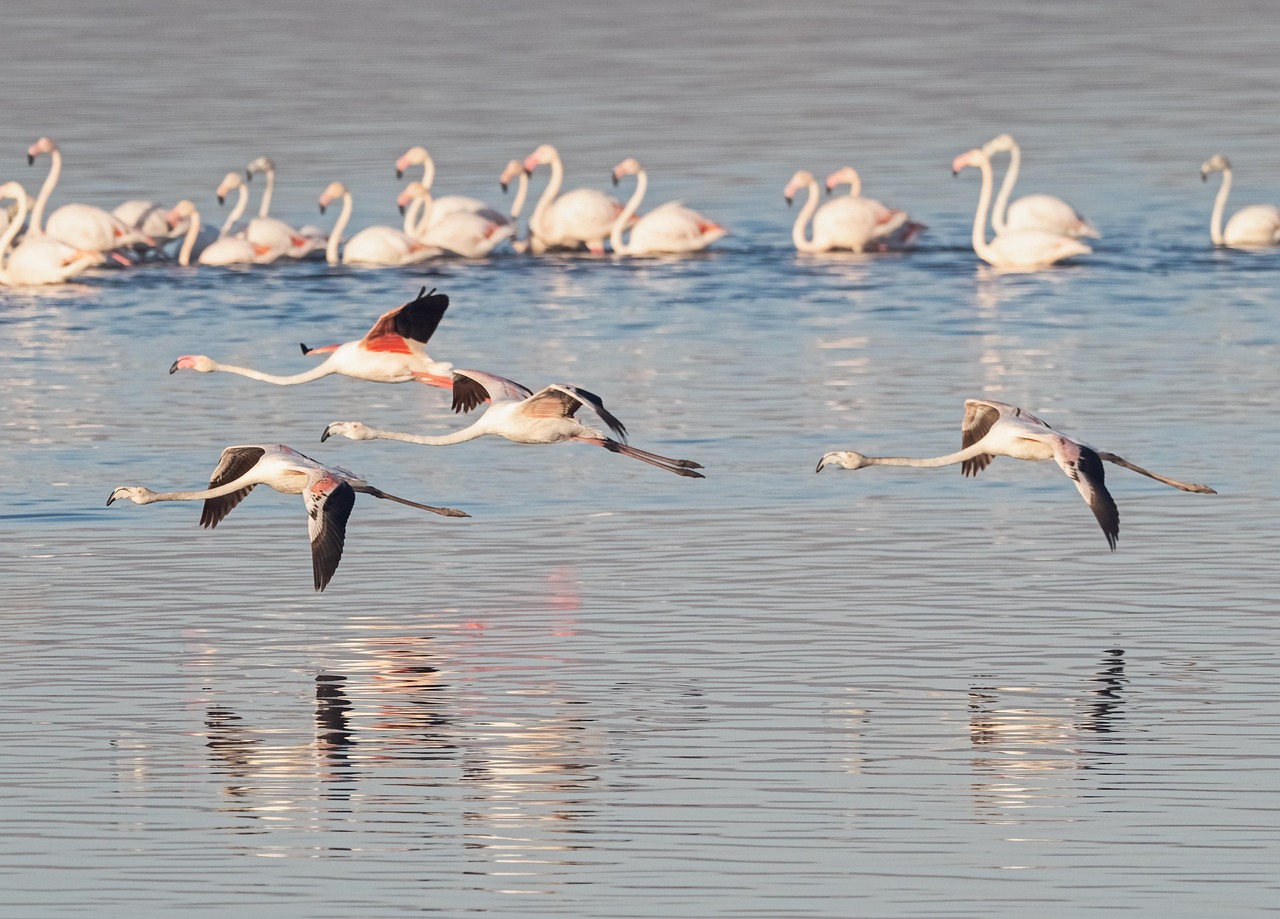 Greater Flamingo Flying