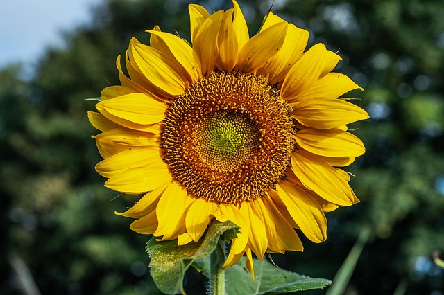 Girasol Cerrar Flor - Foto gratis en Pixabay - Pixabay