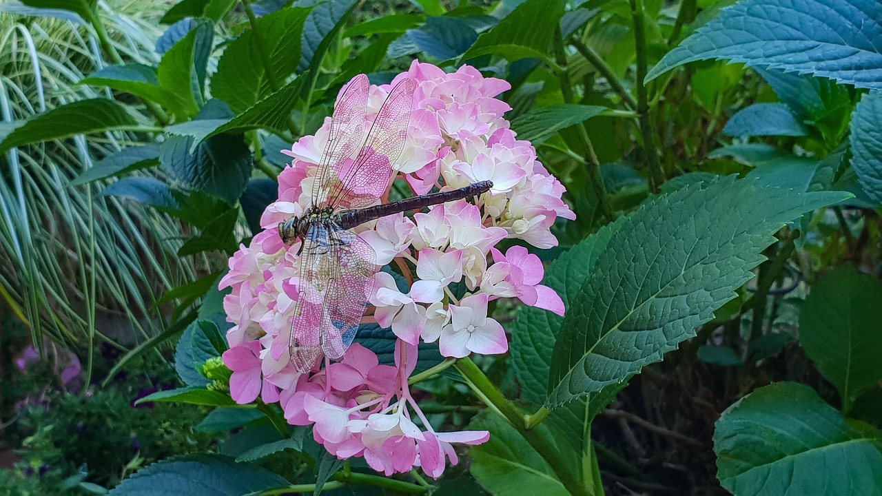 Hydrangea Pink Dragon-Fly - Free photo on Pixabay - Pixabay