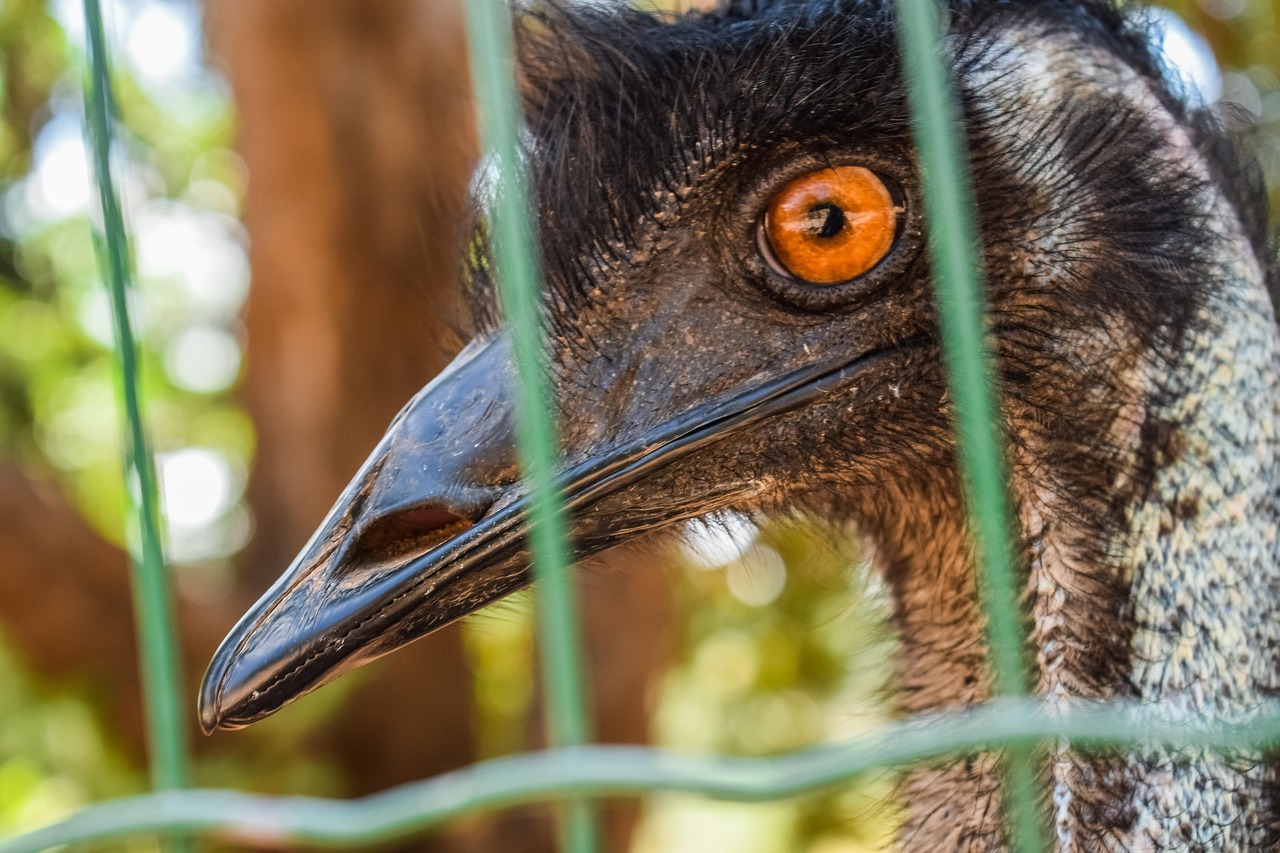 Emú Cabeza Ojo - Foto gratis en Pixabay - Pixabay