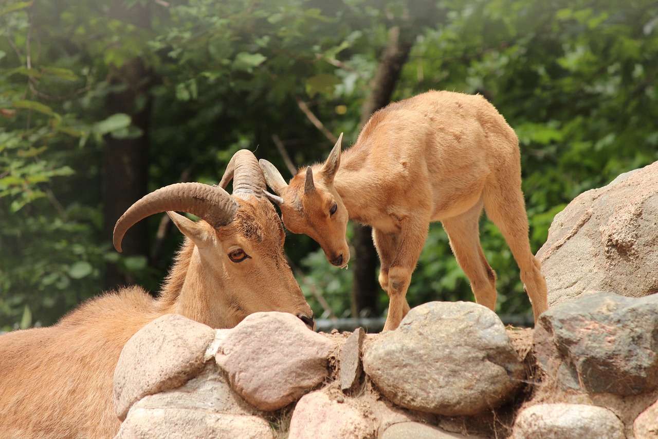 200+ Free Ovejas Bebes & Sheep Images - Pixabay