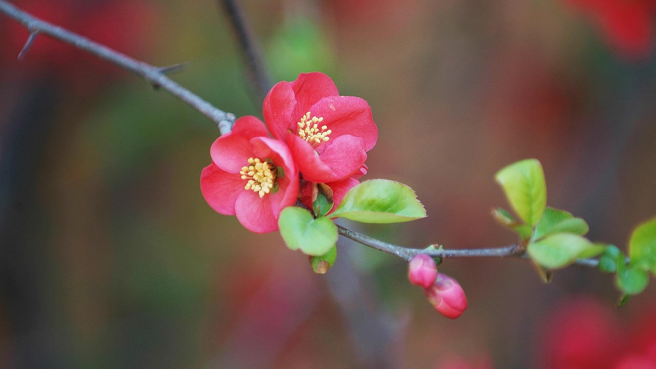 Plum Blossom Flower Spring - Free photo on Pixabay