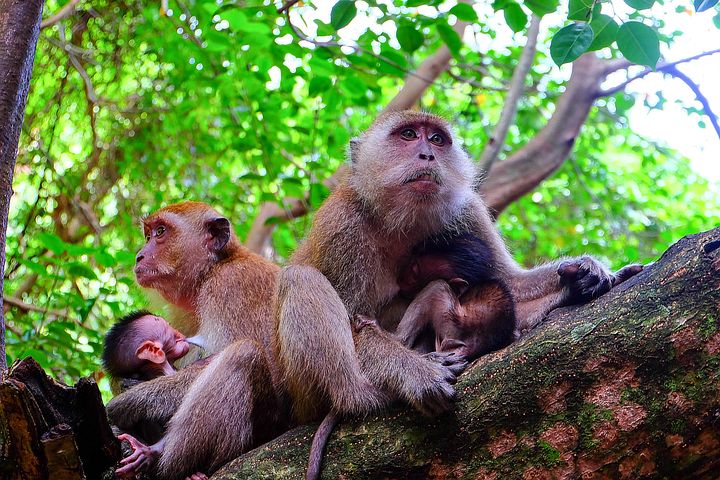 100+ Free Breastfeeding & Animal Photos - Pixabay